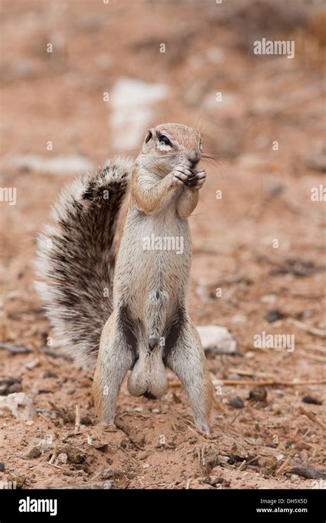 When Do Male Squirrels Testicles Drop Clearance