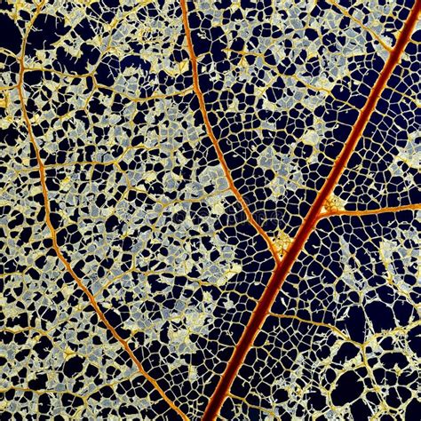 Decaying Leaf Skeleton Stock Image Image Of Fall Autumn 198531267
