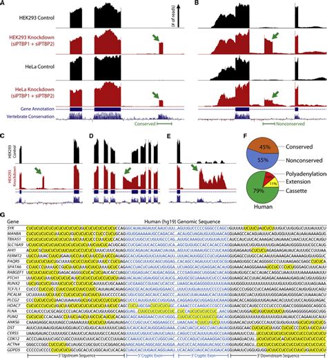 Identification Of Human Nonconserved Cryptic Exons And Conserved Download Scientific Diagram