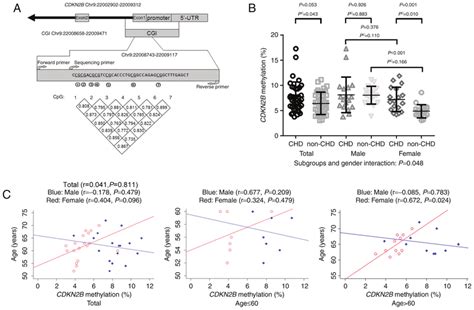 Sex Dimorphism In The Association Of CDKN B Promoter Methylation With Download Scientific