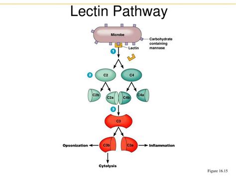 Ppt Chapter 16 Powerpoint Presentation Free Download Id 1155767