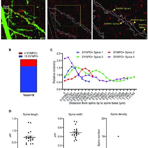 Determination Of Dendritic Spine Features A Representative Results Download Scientific