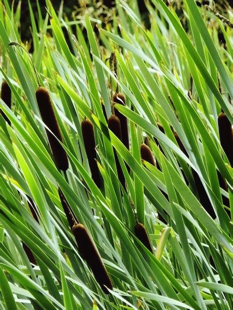 Eel Grass Images Free Download On Freepik