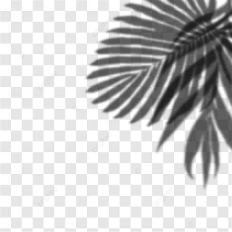 열대 야자 잎 그림자 장식 야자수 잎 그림자 열대 나뭇잎 그림자 종려나무 잎의 그림자 구석 Png 일러스트 및 Psd 이미지 무료 다운로드 Pngtree