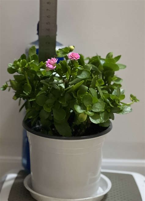 Барын чих цэцгийн онлайн дэлгүүр ЗУЗААХАЙ Давхар дэлбээт ҮНЭ 25К БЭЛГЭДЭЛ АЧ ХОЛБОГДОЛ 🌺