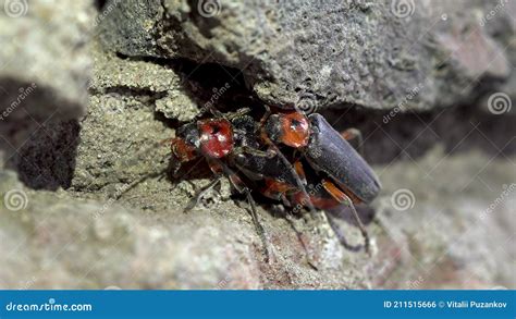 Mating Beetles Cantharis Rustica Two Beetles Have Sex Continuation Of The Offspring Macro