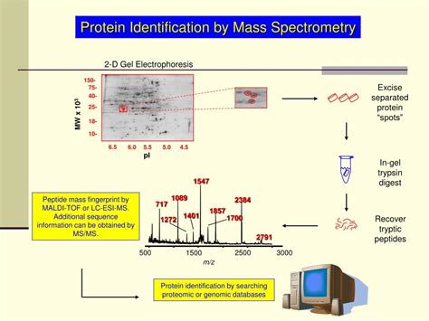 Ppt Mass Spectrometry Based Methods For Protein Identification