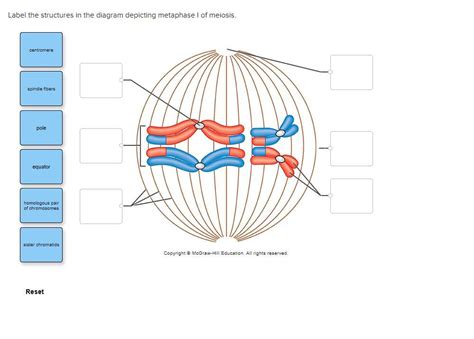 [solved] Label The Structures In The Diagram Depicting Meta