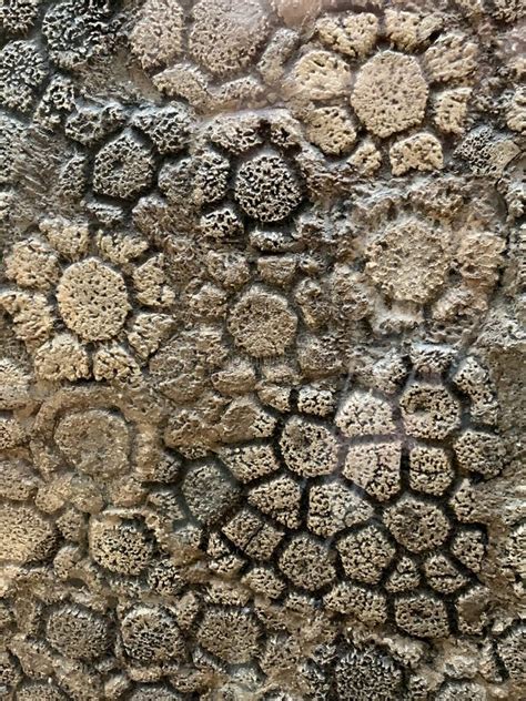 Geometric Patterns On The Shell Of A Prehistoric Turtle Copy Space