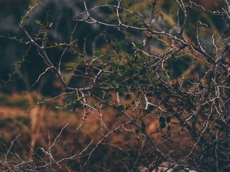 Oulad Burima Taza Marruecos Foto Gratis En Pixabay Pixabay