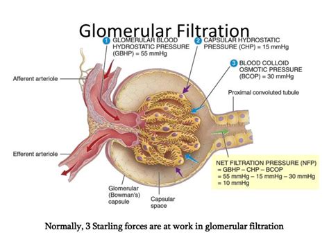 What Is The Process Of Glomerular Filtration