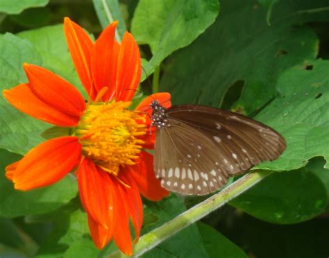 Discover Srilanka Sri Lanka Flower Photography