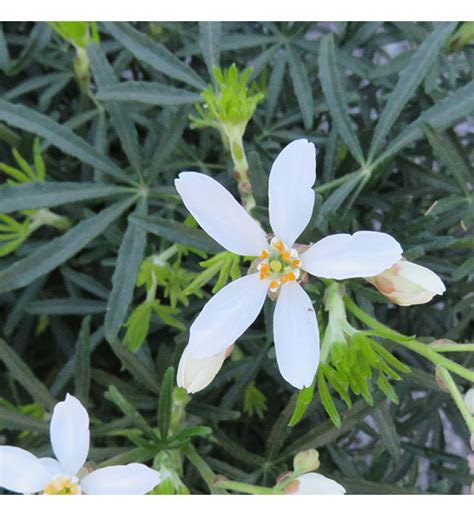 Choisya X Dewitteana White Dazzler Londaz 1 5lt