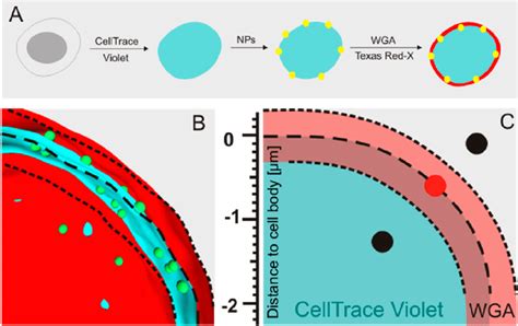 A Workflow For The Preparation Of Nanoparticle Yellow Decorated T Download Scientific