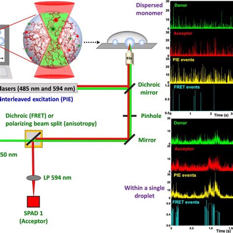 Experimental Design For Single Droplet Single Molecule Measurements The Download Scientific