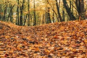 Do Leaves Decompose Explained