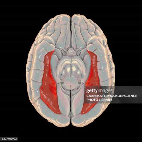 Fusiform Body Fotografías E Imágenes De Stock Getty Images