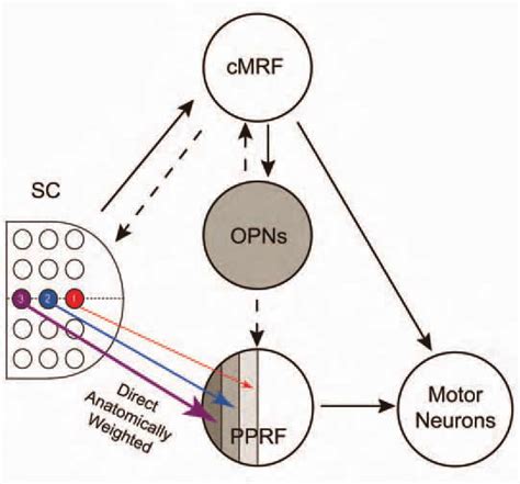 Schema For The Sensorimotor Transformation Between The Spatially Coded