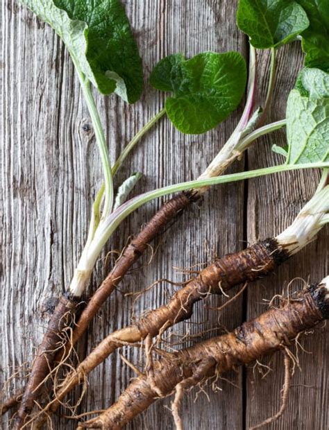 Foraging For Burdock Root Guide To Harvesting Uses And Safety