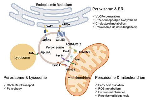 Peroxisomes Function