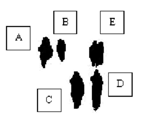 Segmentation Of Figure 1 Into Blobs Download Scientific Diagram