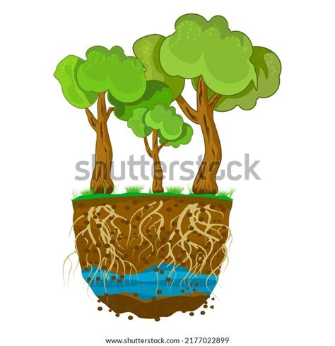 Tree Roots Cross Section Over 132 Royalty Free Licensable Stock
