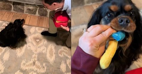 Un Homme Demande Sa Petite Amie En Mariage Puis Offre Un Cadeau Inattendu La Chienne De La
