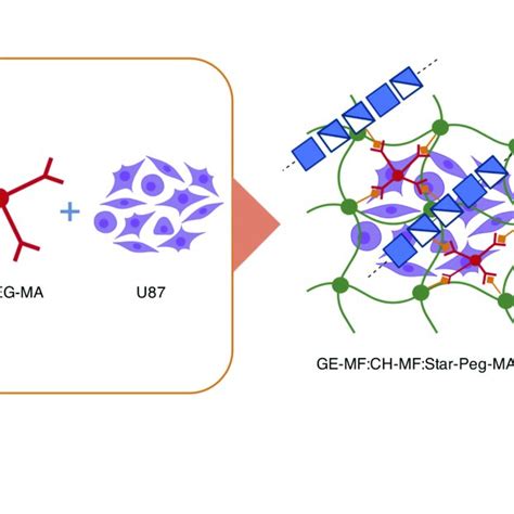 Graphical Representation Of Hybrid Formation Cell Encapsulation And