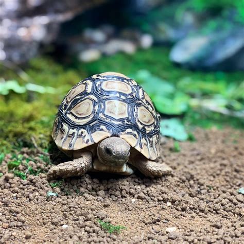 Ivory Leopard Tortoise V Reptiles Ivory Leopard Tortoise V Reptiles