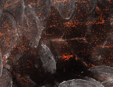 Neutrophil Recruitment After Cutaneous Injury In Zebrafish Journal Of