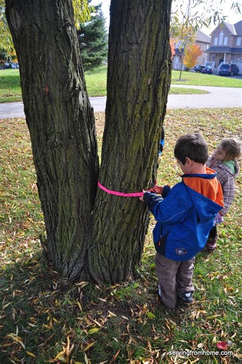 17 Best Images About Prebabe Trees On Pinterest Trees Leaf Prints And Activities