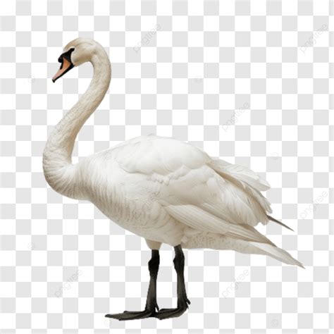 백조 흰색 배경에 고립 백조 흰색 배경에 고립 부티풀 새 새 Png 일러스트 및 이미지 에 대한 무료 다운로드 Pngtree