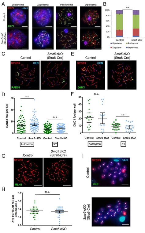 Conditional Mutation Of Smc5 Does Not Result In Abnormal Meiotic