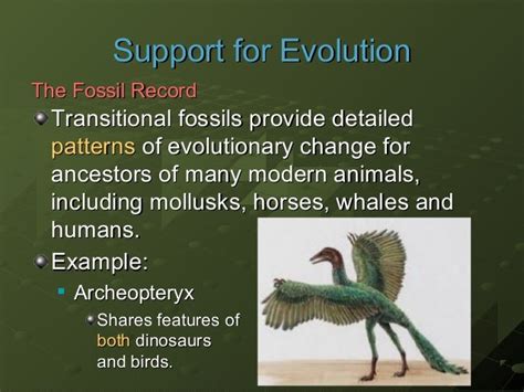 Fossils How Do Fossils Provide Evidence For Evolution