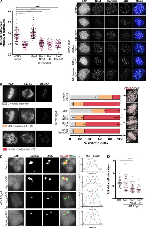 Cpc Interaction With The Sgo1 N Terminal Tail Is Essential For The