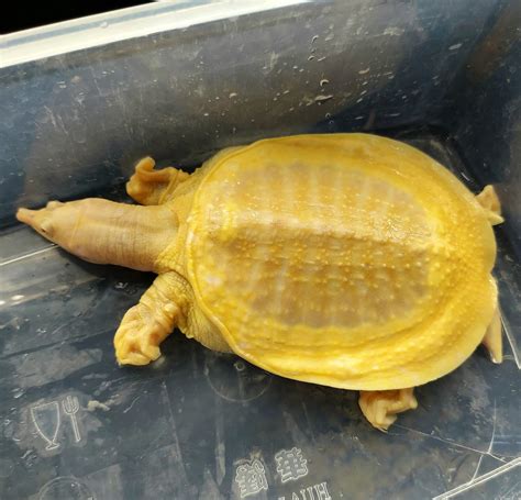 Albino Chinese Softshell Turtle Pelodiscus Sinensis Predatory Fins