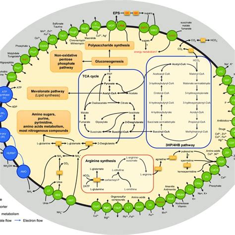 Schematic Reconstruction Of The Predicted Metabolic Modules And Other