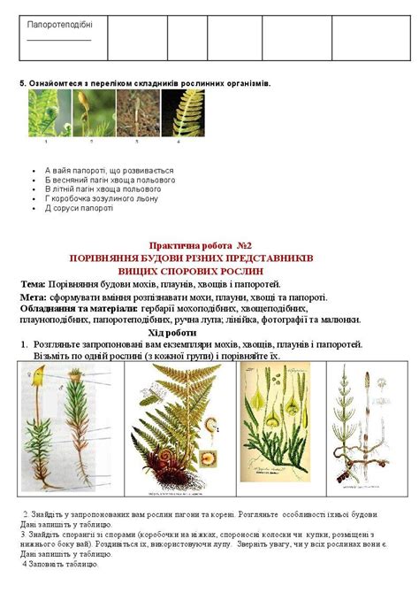 Практична робота №2 ПОРІВНЯННЯ БУДОВИ РІЗНИХ ПРЕДСТАВНИКІВ ВИЩИХ СПОРОВИХ РОСЛИН Конспект