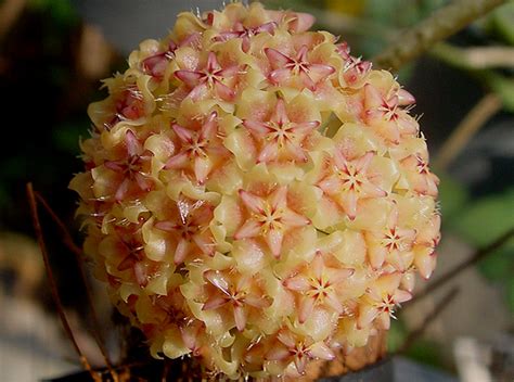 H Mindorensis Subsp Mindorensis