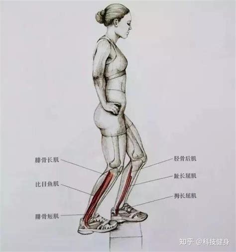 拉伸真的能让小腿变得纤细修长吗 知乎