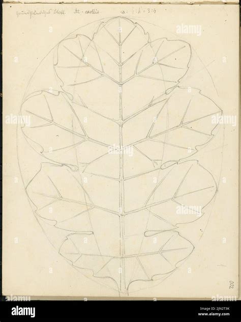 Sketchbook 3 Ornament Studies Basic Sheet Acanthus Mollis A B H