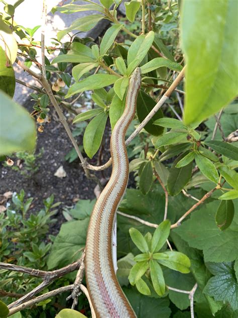 Rosy Boa Are These Spurs Rsnakes