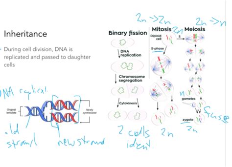 Biol 2400 1 1 1 3 Flashcards Quizlet