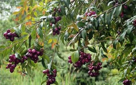Black Plum Fruit Of The Season Gardening In
