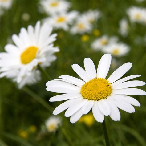 Нивяник ромашка садовая Любимые цветы