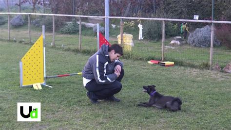 Greta Vitelli Dal Talento Nel Karate Alla Passione Per Lagility Dog