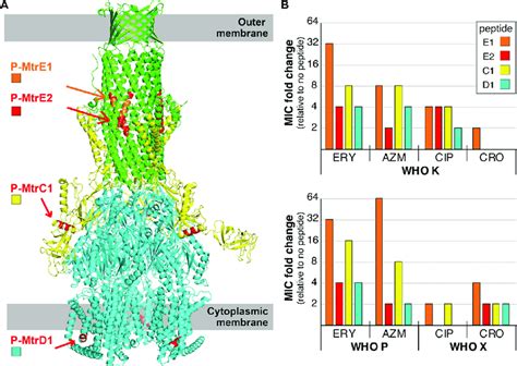 Representation Of Mtrcde Regions Targeted By Self Derived Peptides And