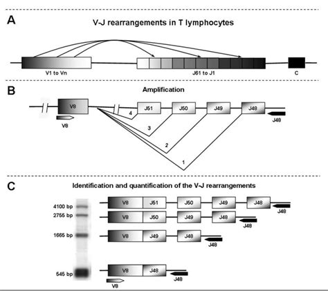 Dynamic Aspects Of Tcrα Gene Recombination Qualitative And Quantitative Assessments Of The Tcrα