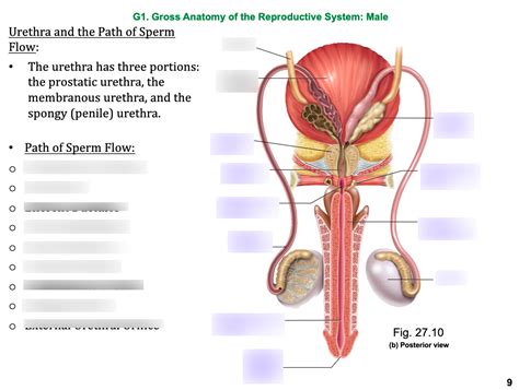 Urethra And Sperm Flow Diagram Quizlet