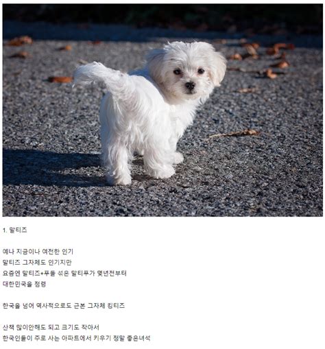 2000년대 대한민국 근본 강아지3대장 유머움짤이슈 에펨코리아